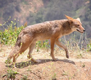 desierto de sonora: COYOTE